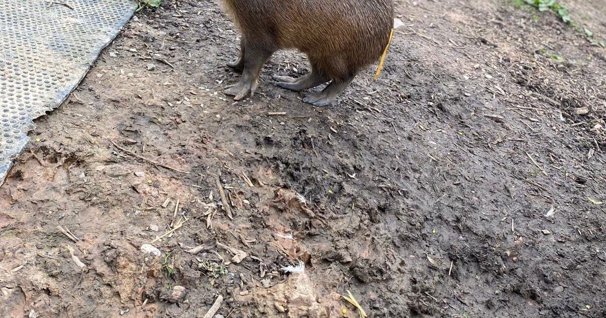 Capybara in England nach einer Woche wieder eingefangen | Kölner Stadt ...