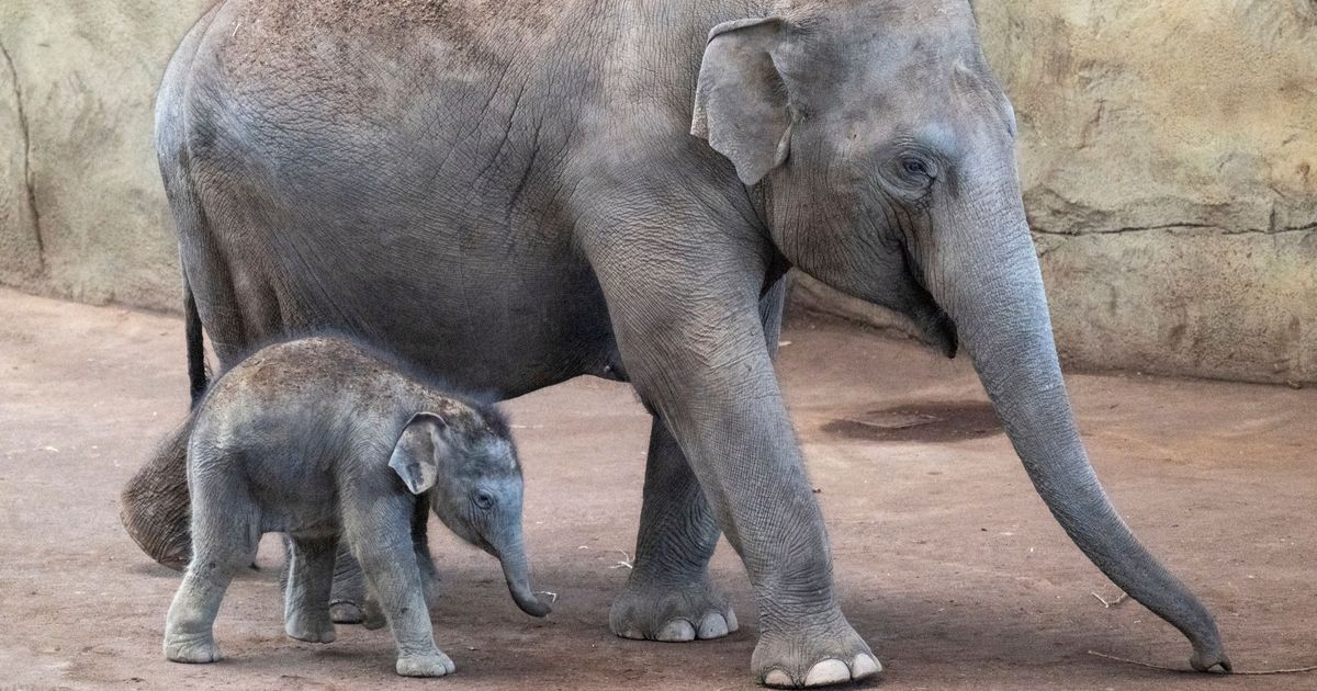 Köln: Baby Taro ist der Star beim Elefantentag im Zoo | Kölner Stadt ...