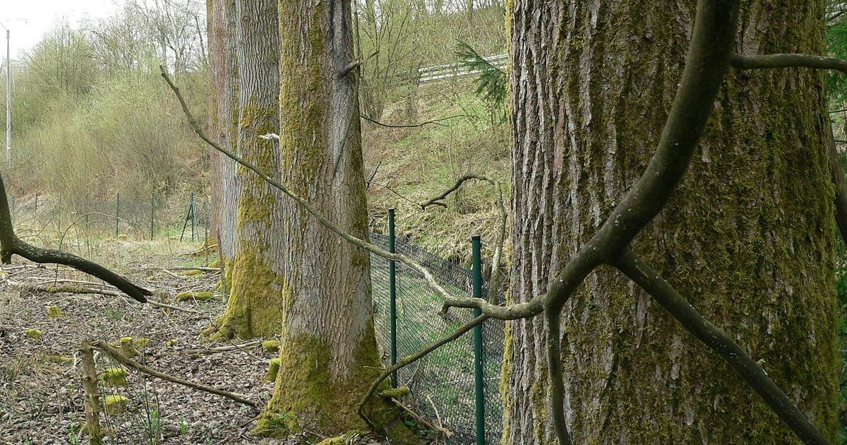 Baum des Jahres 2026: Blätter der Espe tanzen auch in Oberberg | Kölner ...