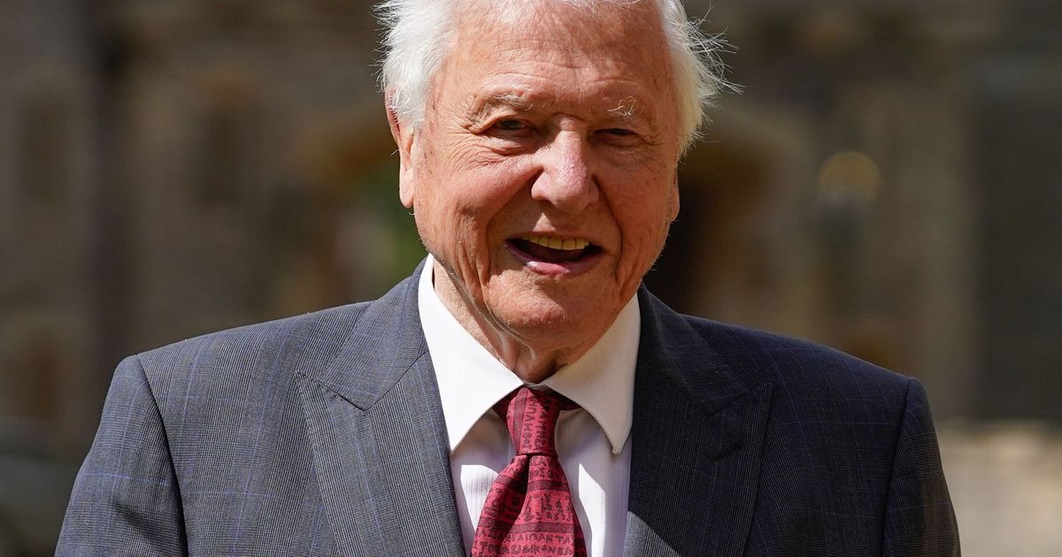 Britischer Naturfilmer David Attenborough wird 100: Was ist das ...