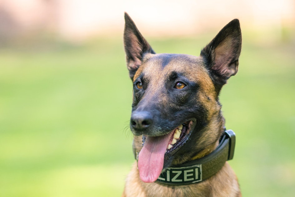 Köln-Meschenich: Polizeihund Zeus stellt Einbrecher | Kölner Stadt-Anzeiger Köln-Meschenich: Polizeihund Zeus stellt Einbrecher | Kölner Stadt-Anzeiger